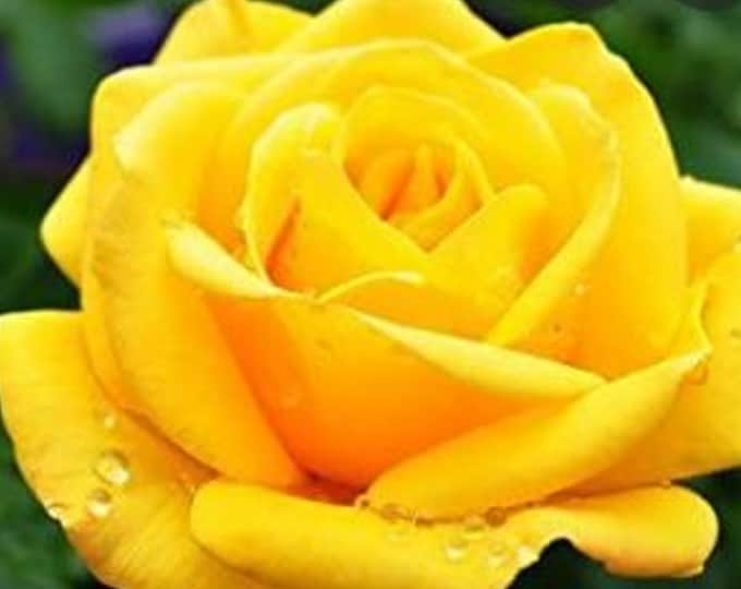 RARE Ghost Blue ROSE Flower Tree Bush 310 20 or 30 Seeds | Etsy