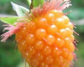 RARE Bonsai DWARF RASPBERRY Fruit Tree 5,30, 100 or 200 Seeds Combined ...
