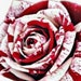 RARE Red Blood ROSE -gorgeous & Aromatic Flower Tree Bush 2, 10, 20 or ...