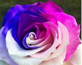 RARE Multi-color ROSE Flower Tree Bush 3.10 20 or 30 Seeds - Etsy