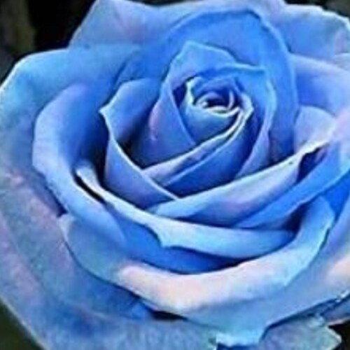 RARE Light Blue ROSE Flower Tree Bush 3 .10 20 or 30 - Etsy