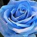 RARE Light Blue ROSE Flower Tree Bush( 3 .10, 20 or 30 Seeds(no Plant ...