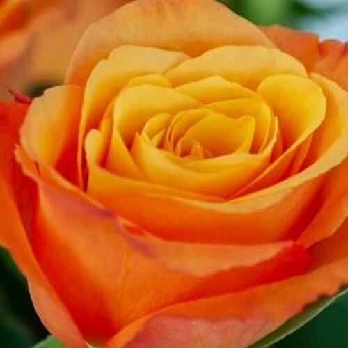 RARE German White Delight ROSE Flower Bush Plant 310 20 or - Etsy