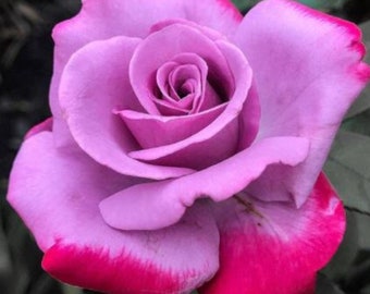 RARE Multi-color ROSE Flower Tree Bush 3.10 20 or 30 Seeds - Etsy