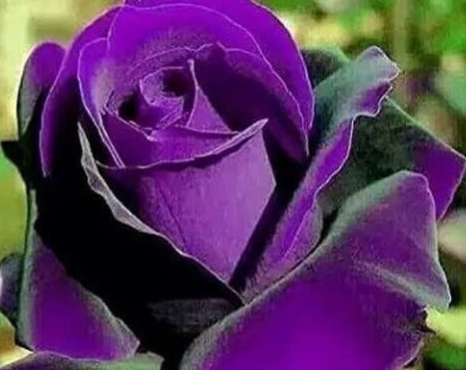 RARE Midnight Blue ROSE Flower Tree Bush 3 .10 ,20 or 30 Seedsno Plant ...