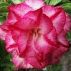 Rare PINK Lady ROSE Tree Flower Plant (2 ,10 or 20 SEEDS ) Combined ...