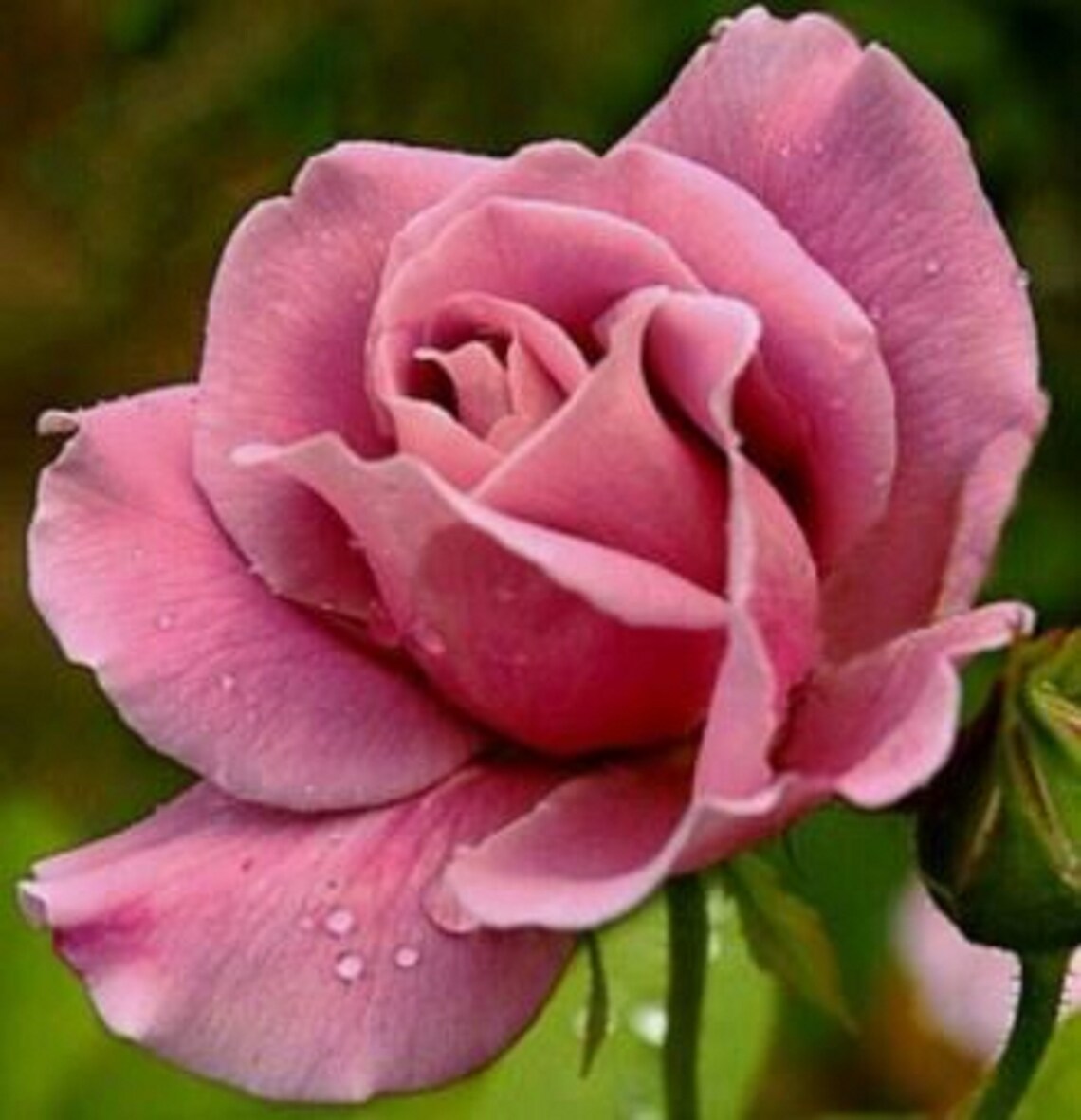 RARE English Pink ROSE Flower Tree Bush (3, 10, 20 or 30 )SEEDS (no ...