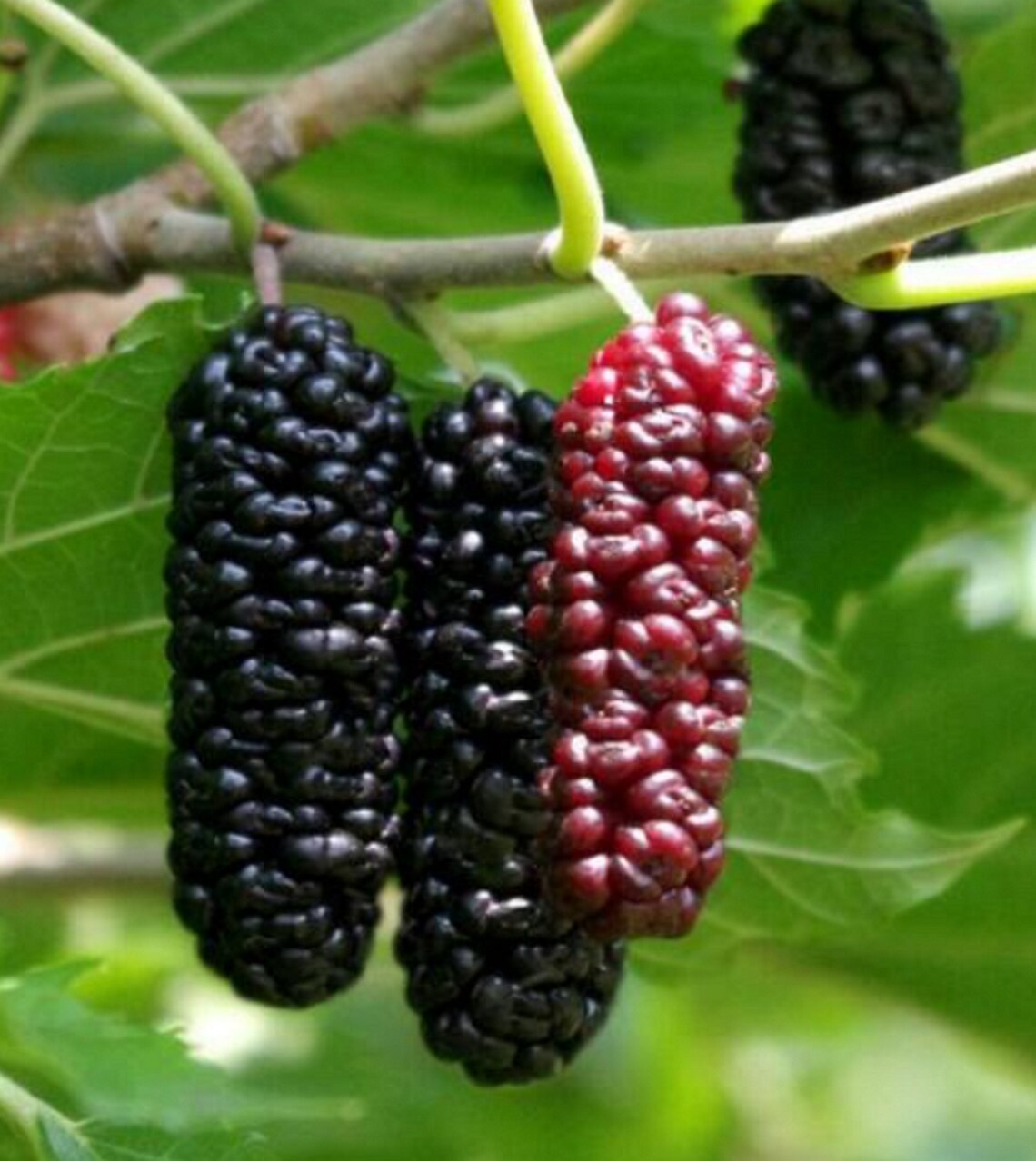 RARE Giant Mulberry-grow Indoors or Out-delicious Fruit 5,30, 100 or ...