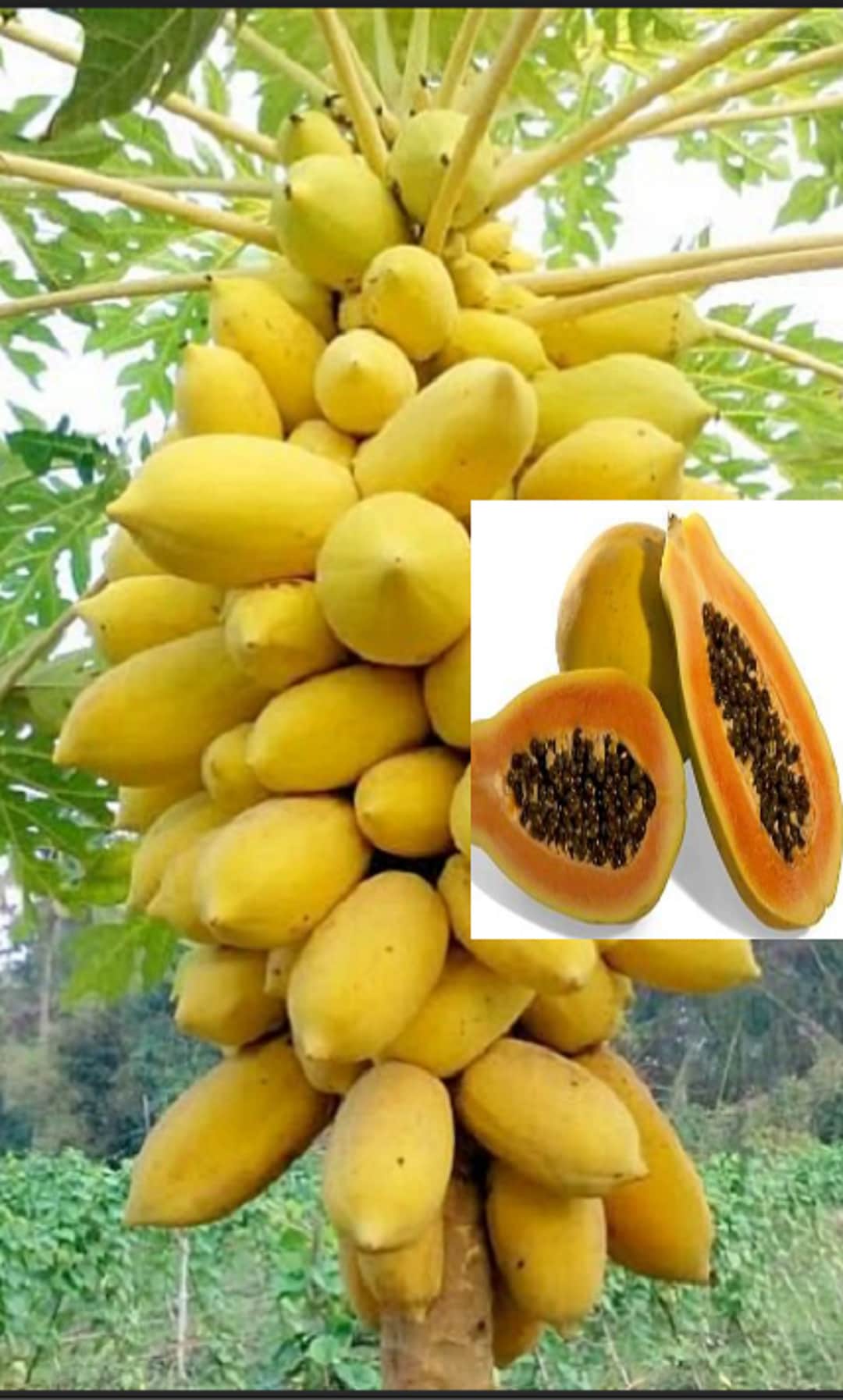 RARE Brazilian Golden PAPAYA Fruit Tree 2, 10, 20 Or30 SEEDS Very Sweet ...
