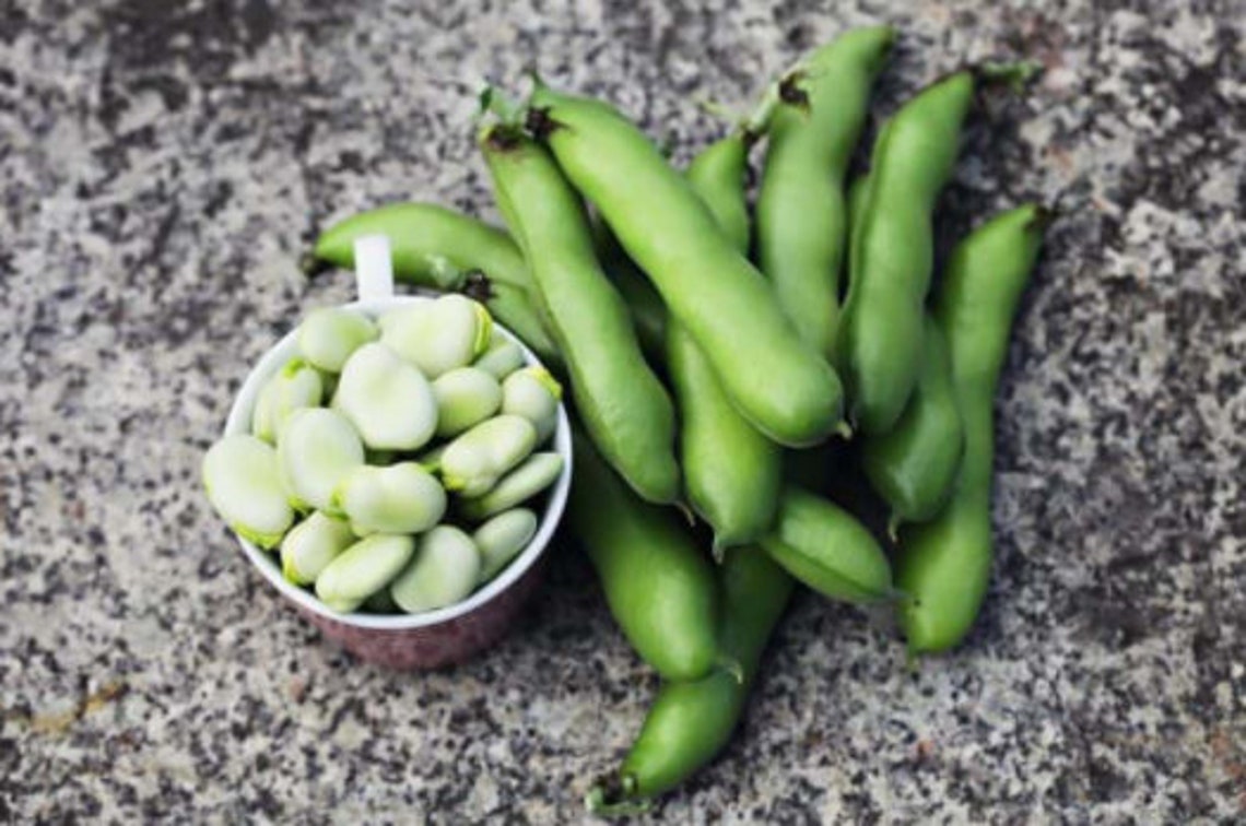 Pinto Bean Tree Plant 5 Seeds combined Shipping pay - Etsy