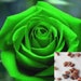 Rare GREEN ROSE Flower Tree Plant 2 10 or 20 SEEDS - Etsy