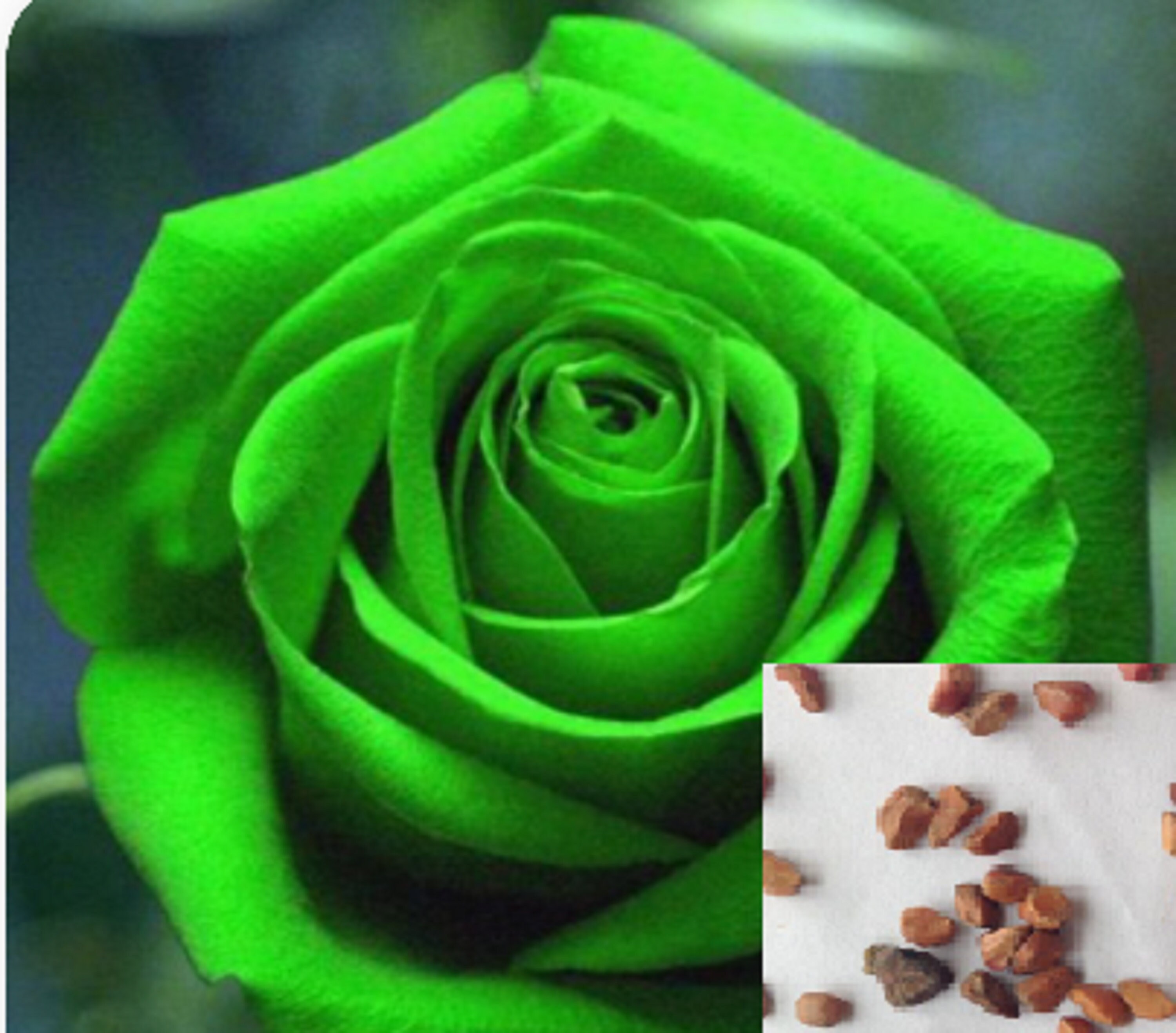 Rare GREEN ROSE Flower Tree Plant 3 10 or 20 Seeds - Etsy
