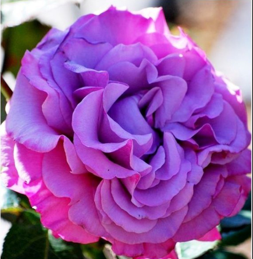 Rare Hybrid PURPLE ROSE Tree Flower Plant (3,10,20 or 30 SEEDS ...