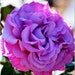 Rare Hybrid PURPLE ROSE Tree Flower Plant (3,10,20 or 30 SEEDS ...