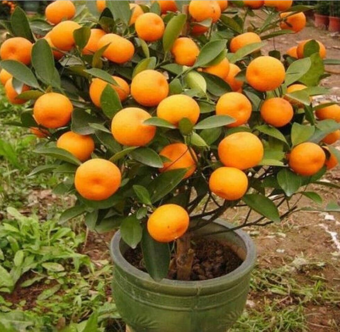 RARE Dwarf Mandarin Orange-grows Indoors in a Pot or Out(2,6,10 Seeds ...