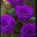 Rare Hybrid PURPLE ROSE Tree Flower Plant (3,10,20 or 30 SEEDS ...