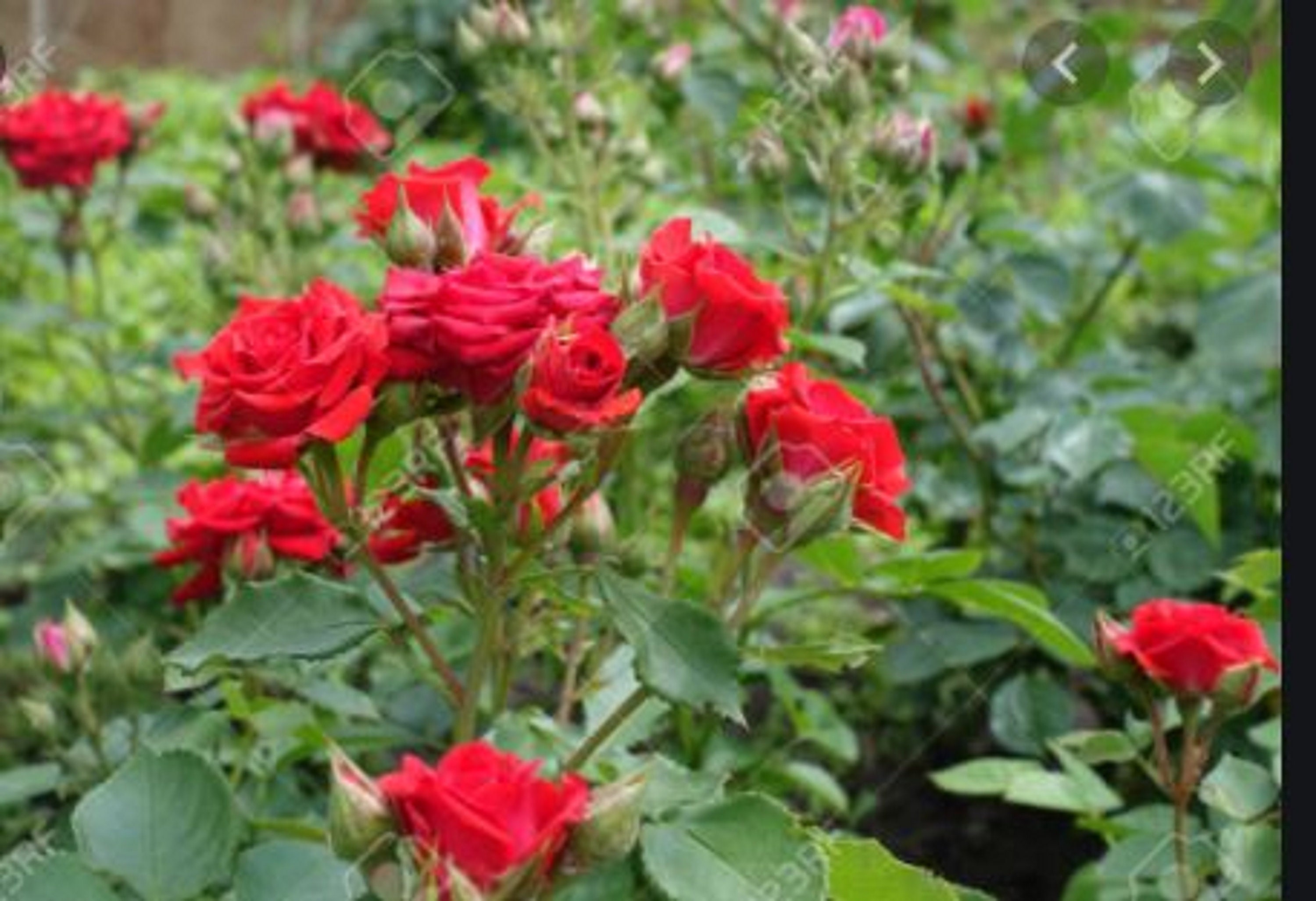 RARE-MINIATURE ROSE Red Flower Plant Tree 31020 or 30 Seeds - Etsy