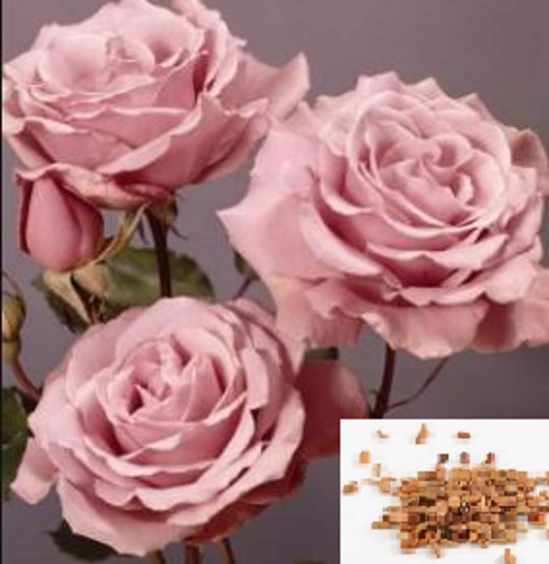 RARE (no Plant )sterling Silver ROSE Tree Flower Bush (3,10 20 or 30 ...