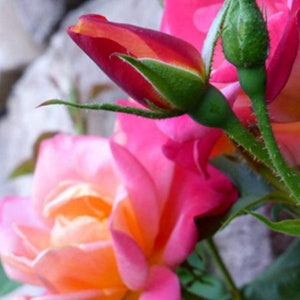 RARE English Delisse ROSE Flower Tree Bush (3,10,20 or 30 Seeds)(no ...