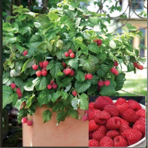 RARE Purple Royalty Raspberry Fruit Tree 5, 30 ,100 or 200 Seeds(no ...