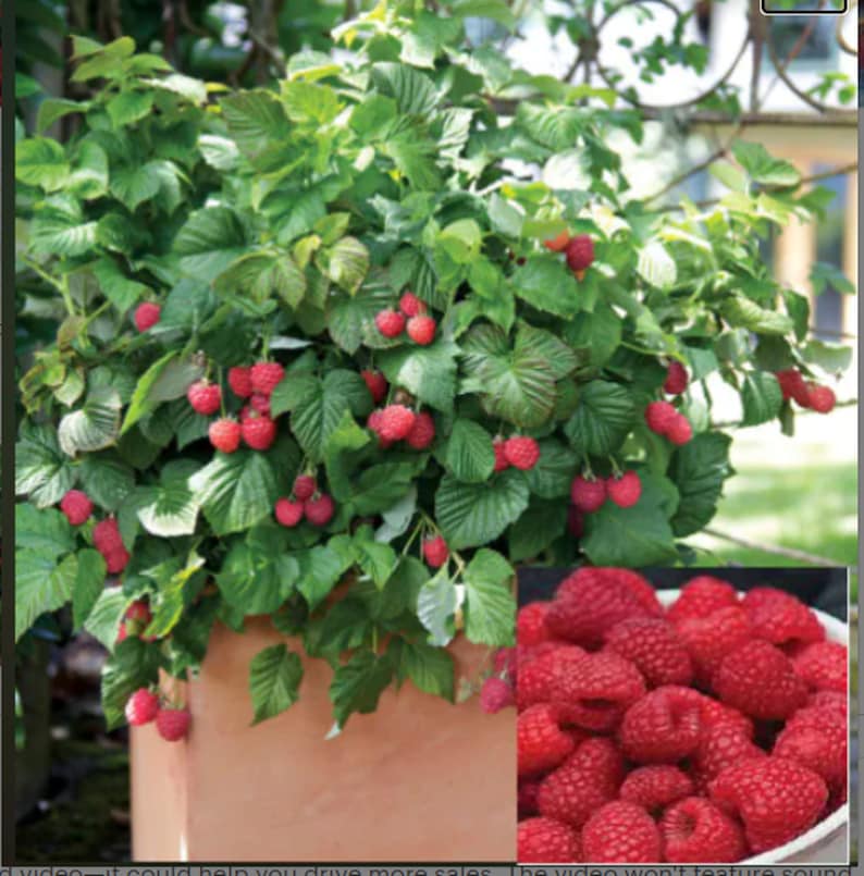 RARE Purple Royalty Raspberry Fruit Tree 5, 30 ,100 or 200 Seeds(no ...