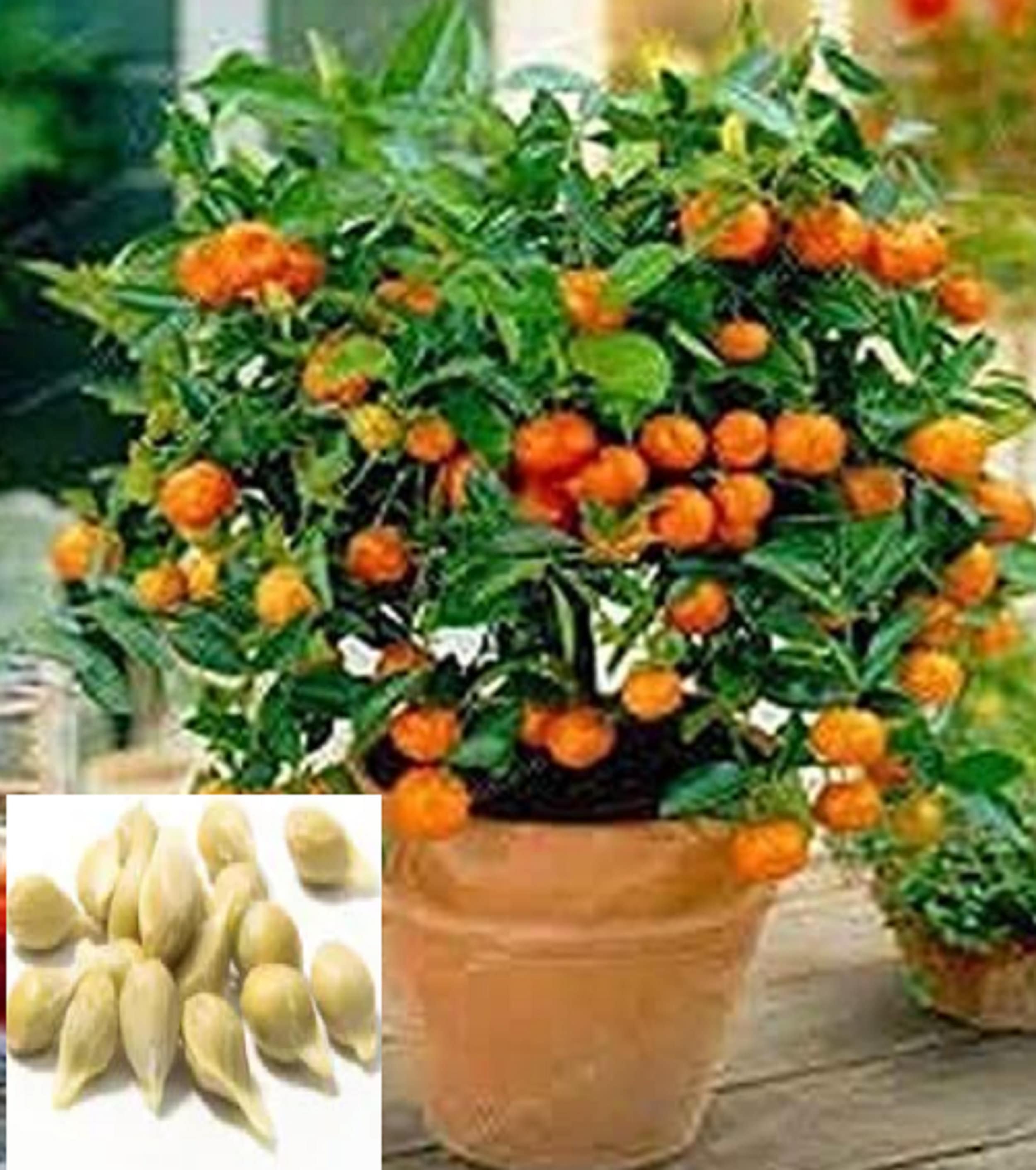 RARE Dwarf Mandarin Orange-grow Indoors Tree or Out (2,5 or 10 Seeds ...