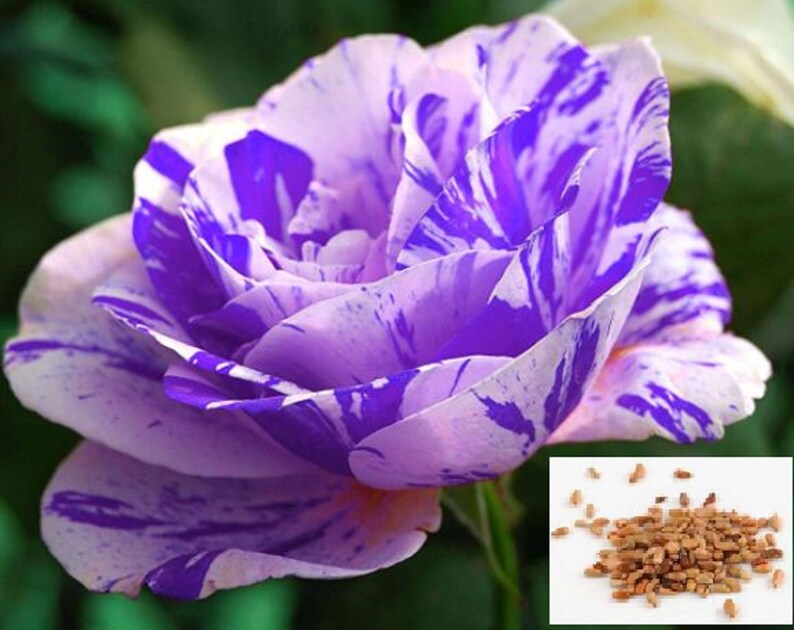Rare-english Pink and Purple ROSE Flower Tree 5,10 or 20 SEEDS ...