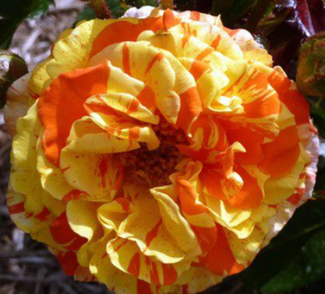 RARE- Desert ROSE Triple Crown(adenium Obesum )mixed Colors -grow ...