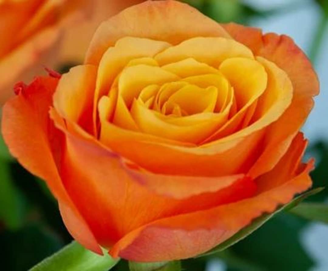 RARE ORANGE ROSE Flower Tree Bush (5,10 or 20 Seeds) (no Plant ...