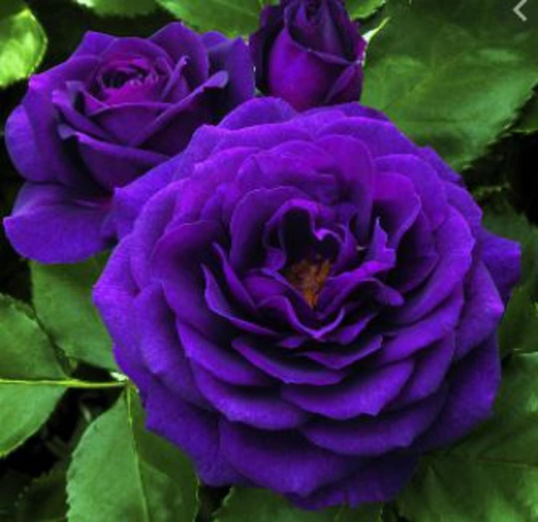 Rare Dark Purple ROSE Flower 3, 10, 20 or 30 Seeds -combined Shipping ...