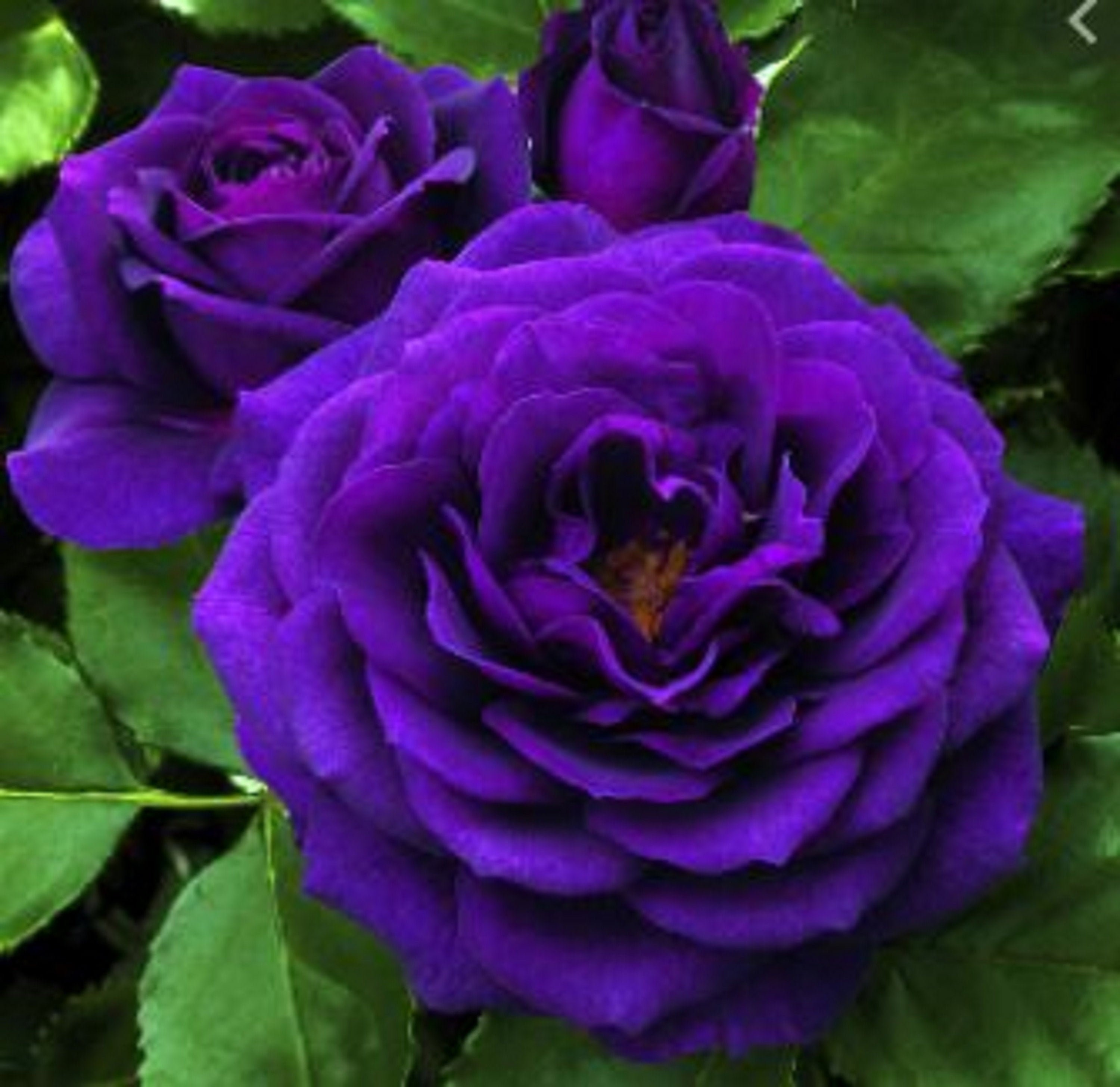 Dark Purple Roses