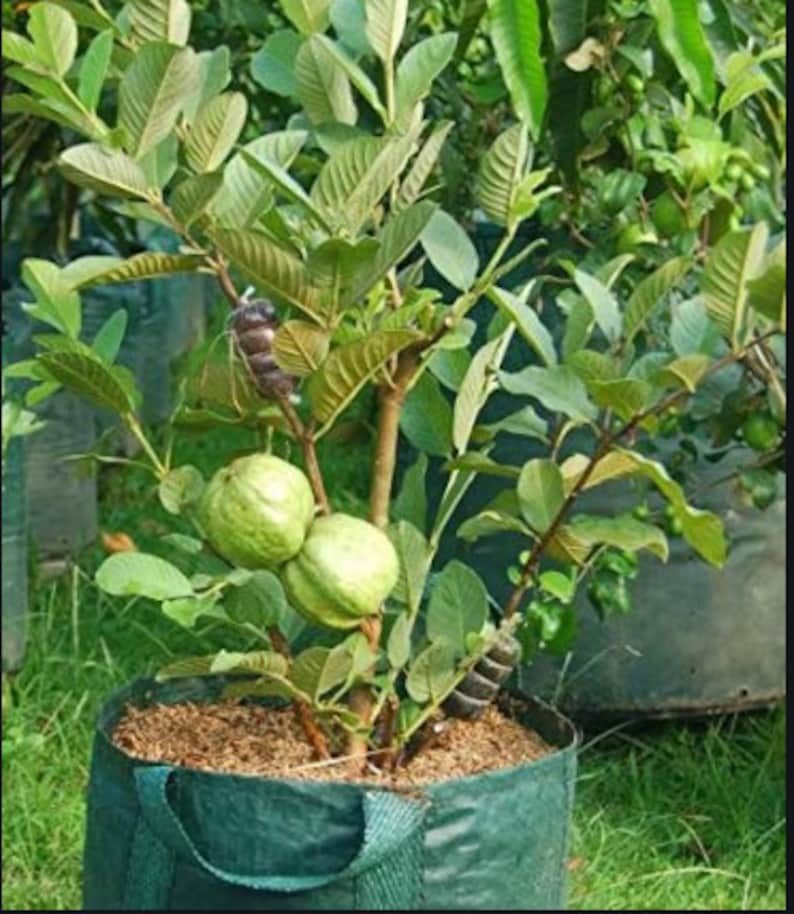 V RARE Dwarf Guava Fruit Tree 3 10 or 20 SEEDS No Plant | Etsy