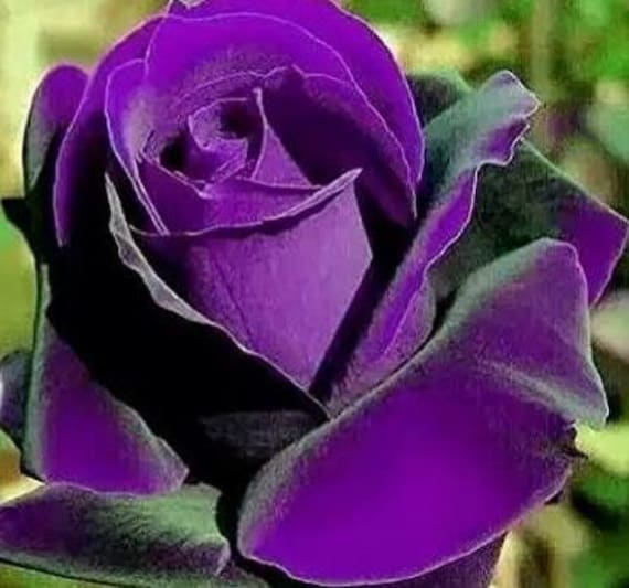 RARE Purple Dragon ROSE Flower Tree Bush 310 20 or 30 Seeds - Etsy