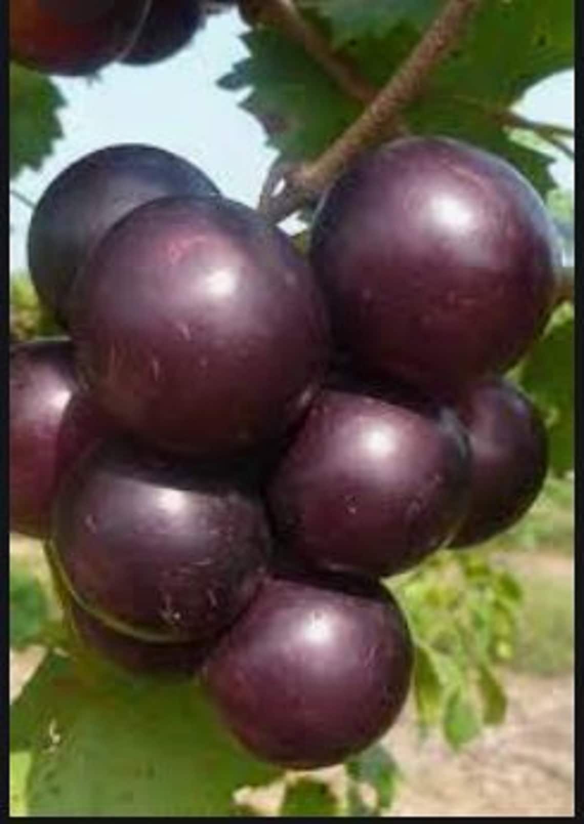 RARE Muscadine Giant GRAPES -the Largest Grapes We've Seen! Sweet ...