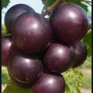 RARE Muscadine Giant GRAPES -the Largest Grapes We've Seen! Sweet ...