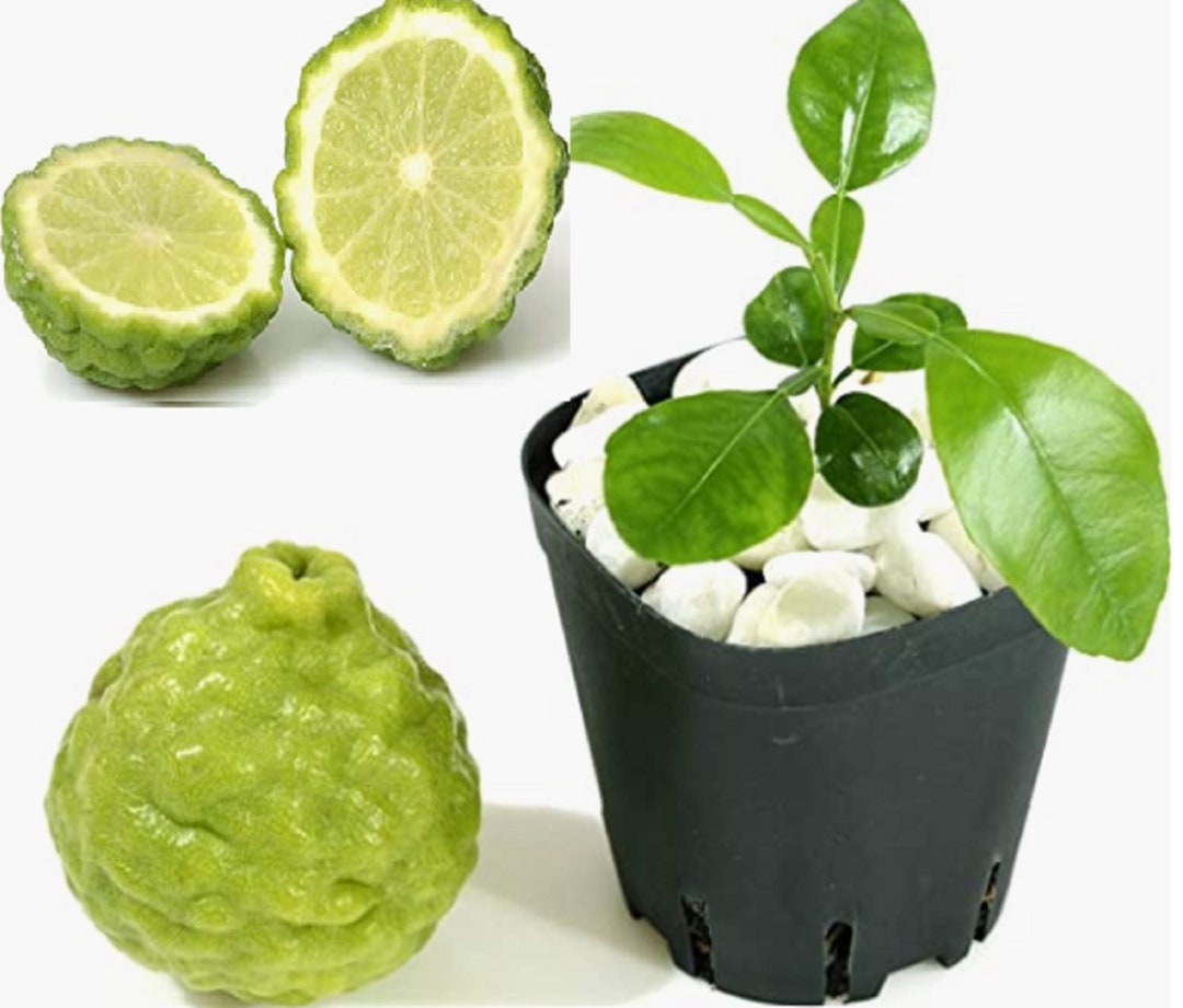 RARE Kaffir Lime-grow Indoors in a Pot or Out (2,5 or 10 SEEDS) Very ...