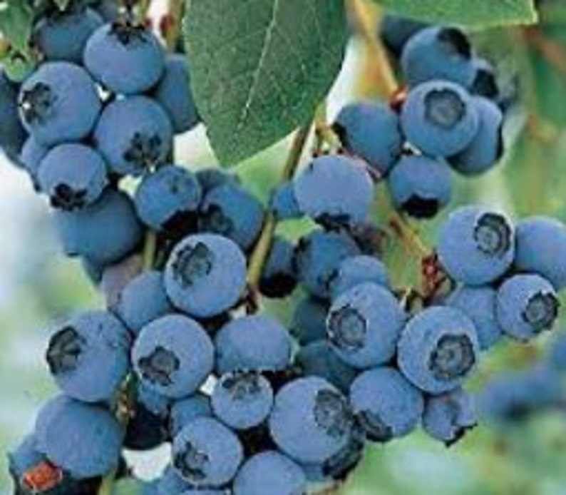 RARE Giant Titan BLUEBERRIES 310.40 100 0r 200 Seeds-very - Etsy