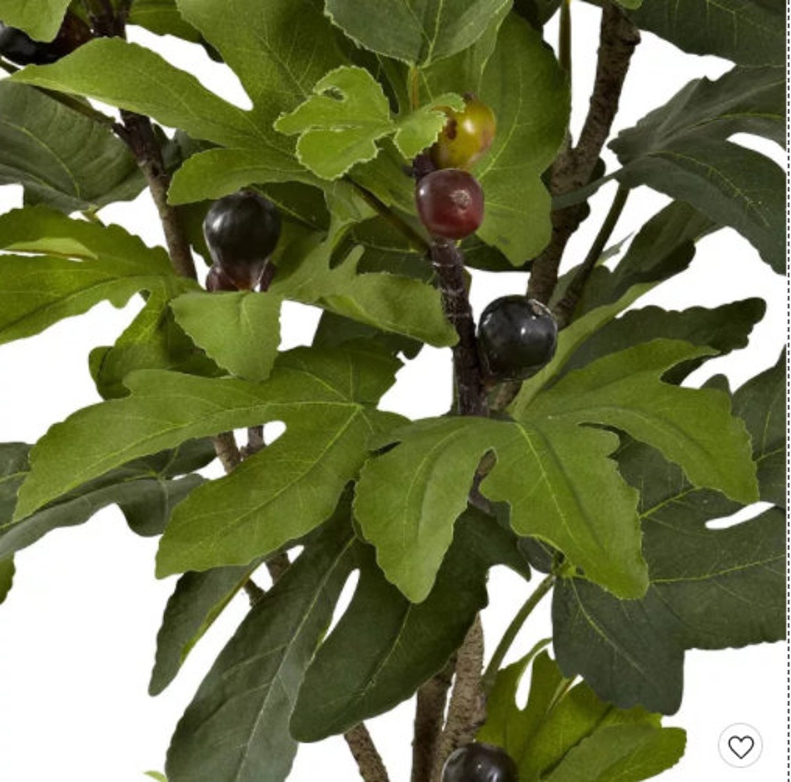 Texas Blue Giant Fig Seeds, USA Farm (2-60 Seeds) - Etsy