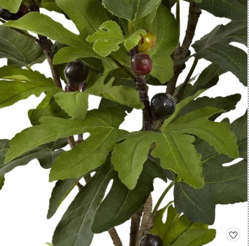 RARE Giant Fig-the Largest Fruit We've Ever Seen & Very Sweet! 2,10 30 ...