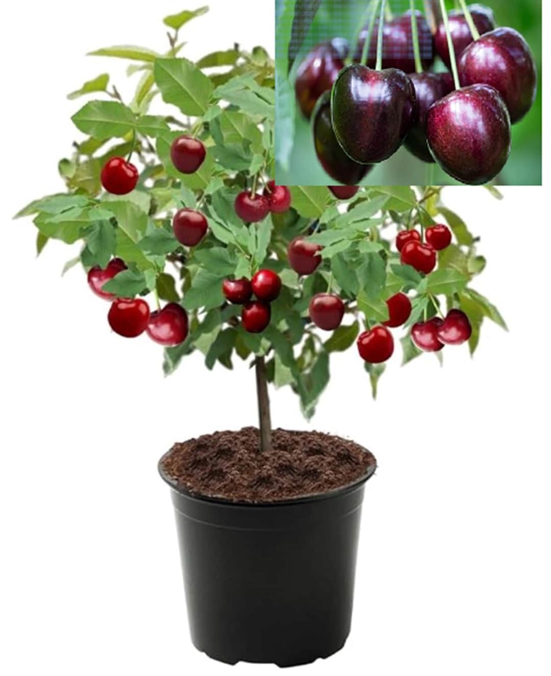 Rare Dwarf BLACK Cherry-great for Pot Growing Indoors or Out-very Sweet ...