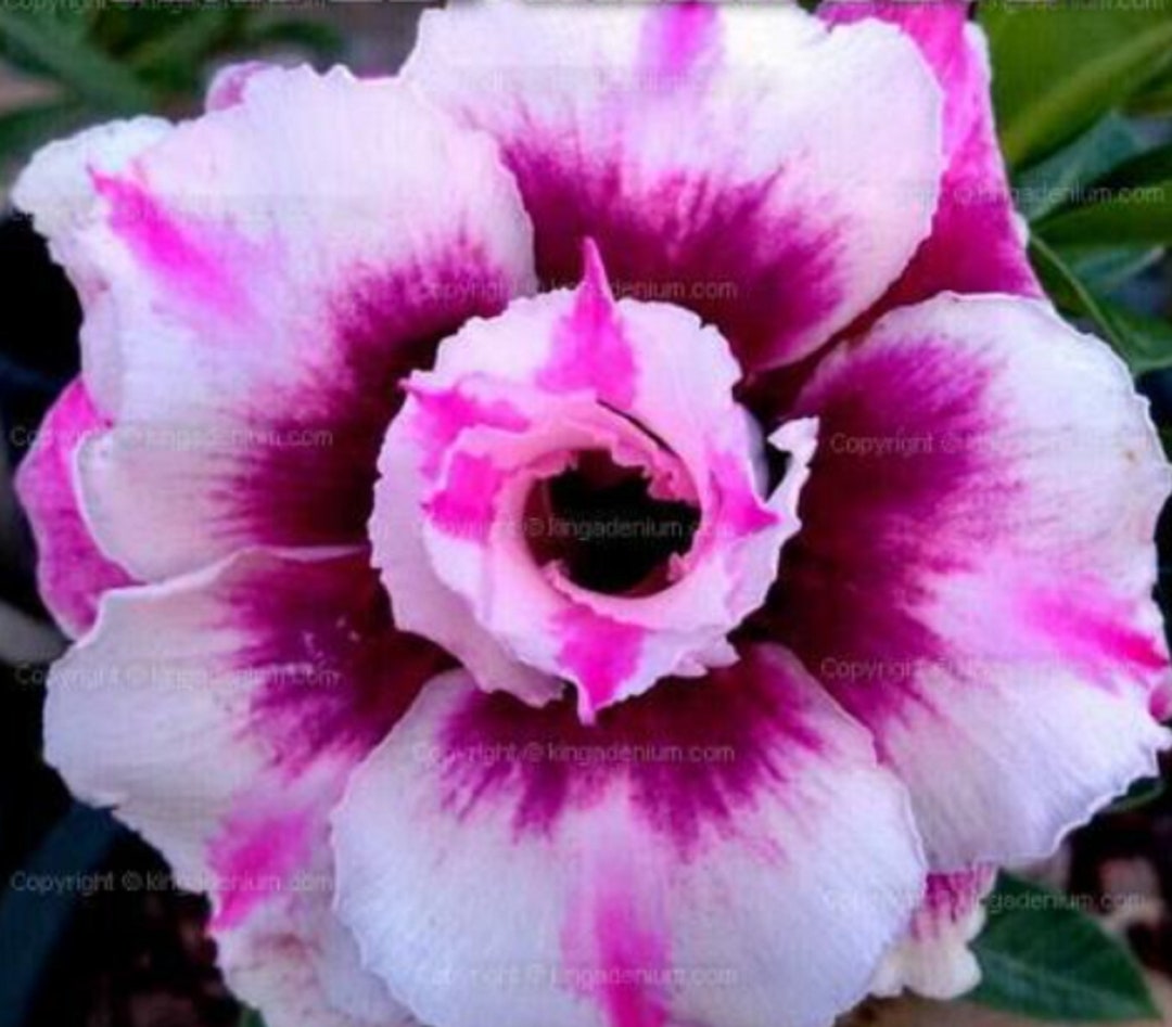 RARE- Triple Crown Desert Rose Seeds -(adenium Obesum ) -2,,5 0r 10 ...