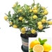 RARE Dwarf Key Lime-grow Indoors in a Pot or Out-very Juicy Fruit 2.5 ...