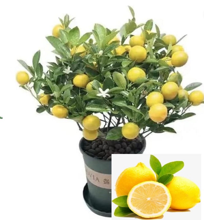 RARE Dwarf Bonsai Lemon -great for Container Growing Indoors or Out (2 ...