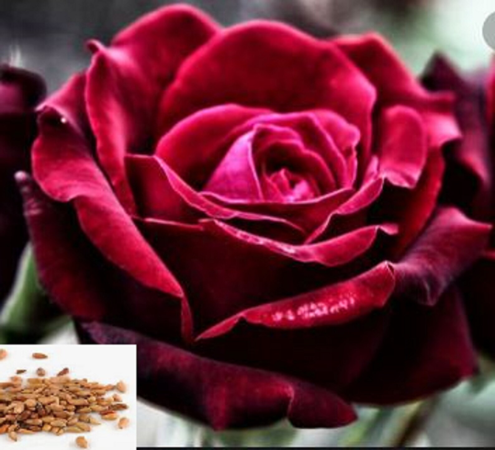 RARE- English Red Purple Rose-bush -3. 10 or 20 SEEDS -combined ...