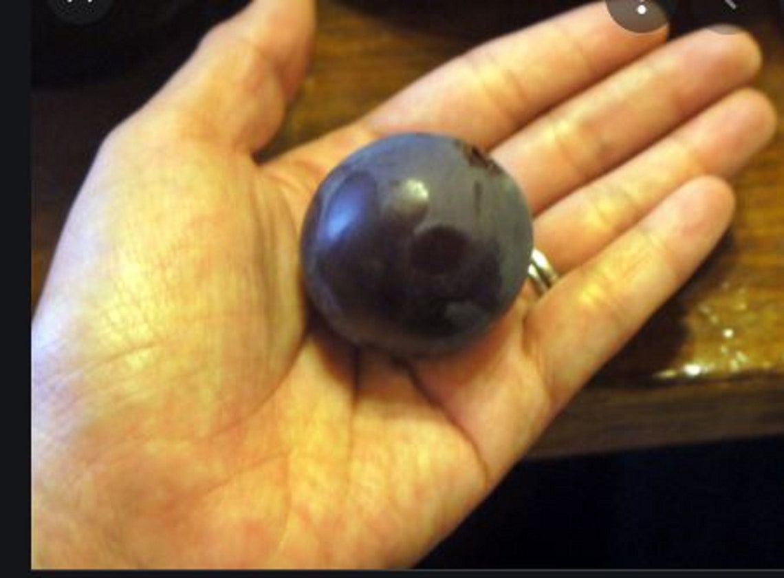 RARE Giant Green Tame Muscadine Grapes (very Swee )(2 ,10 or 30 SEEDS ...