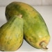 RARE Red Royale Papaya 3 ,10 or 20 Seeds Combined Shipping (pay ...