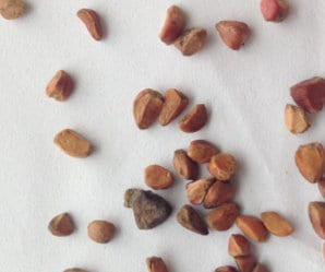 RARE (no Plant Red Blood ROSE Flower Tree Bush 3, 10 ,20 or 30 Seeds ...