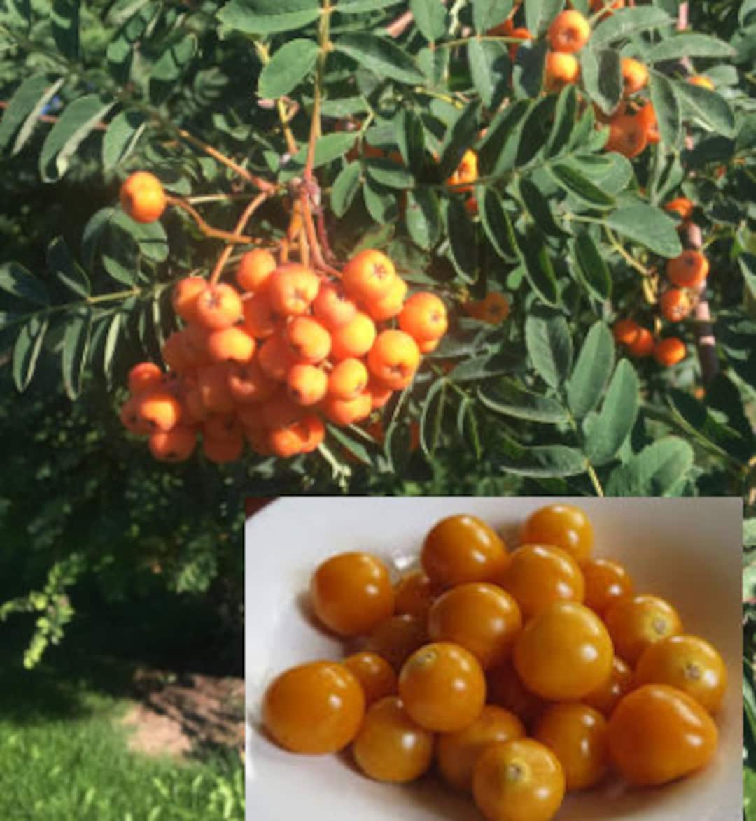 RARE Golden Berry Fruit Tree 5,20 or 40 Seeds -combined Shipping ...