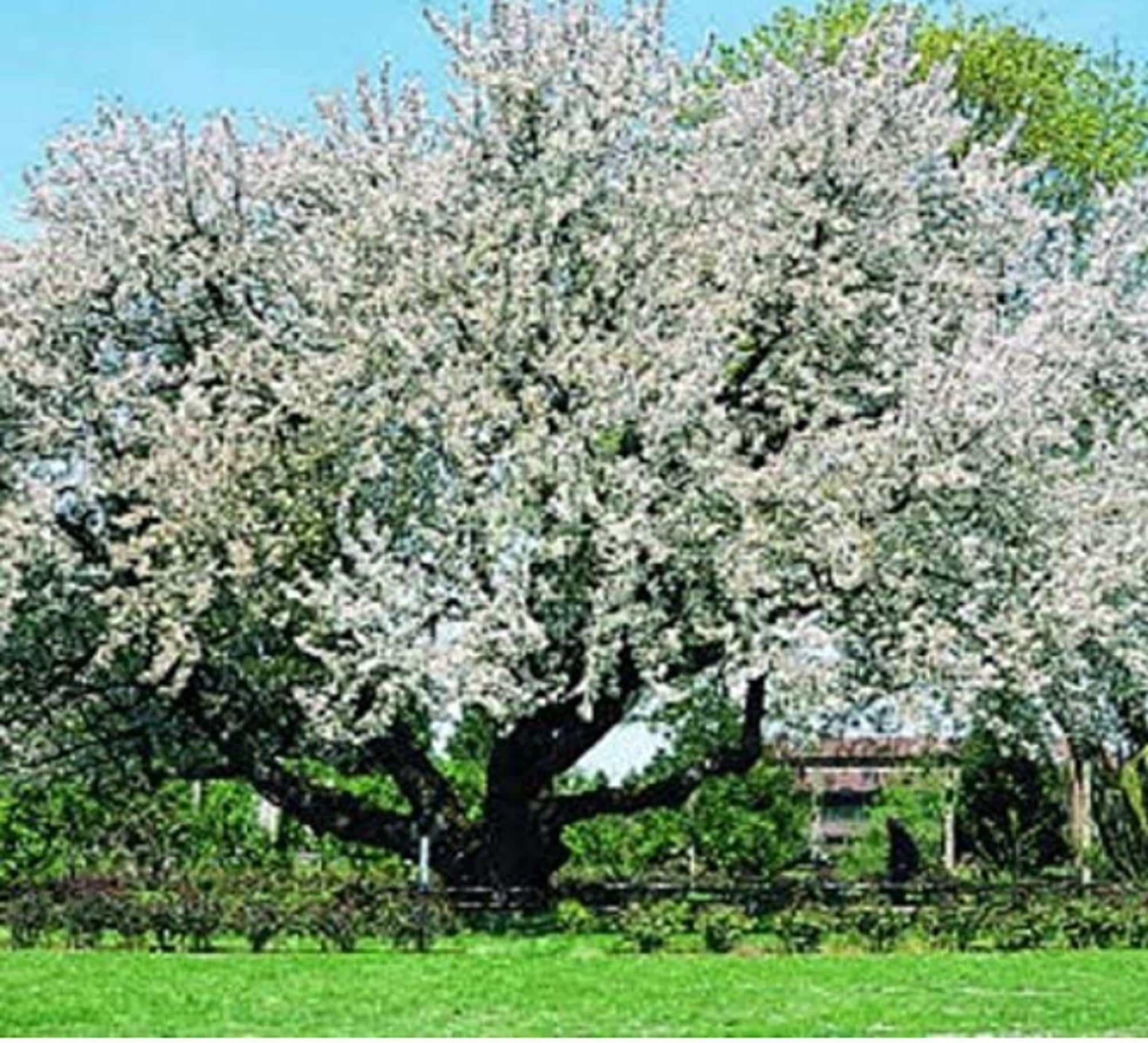 Rare BLACK Cherry-great for Pot Growing Indoors or Out-very Sweet and ...