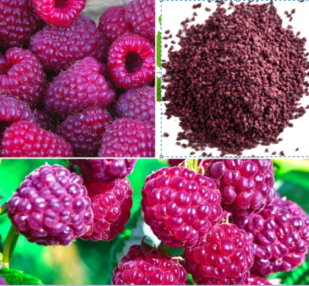 RARE Purple Royalty Raspberry Fruit Tree 5, 30 ,100 or 200 Seeds(no ...